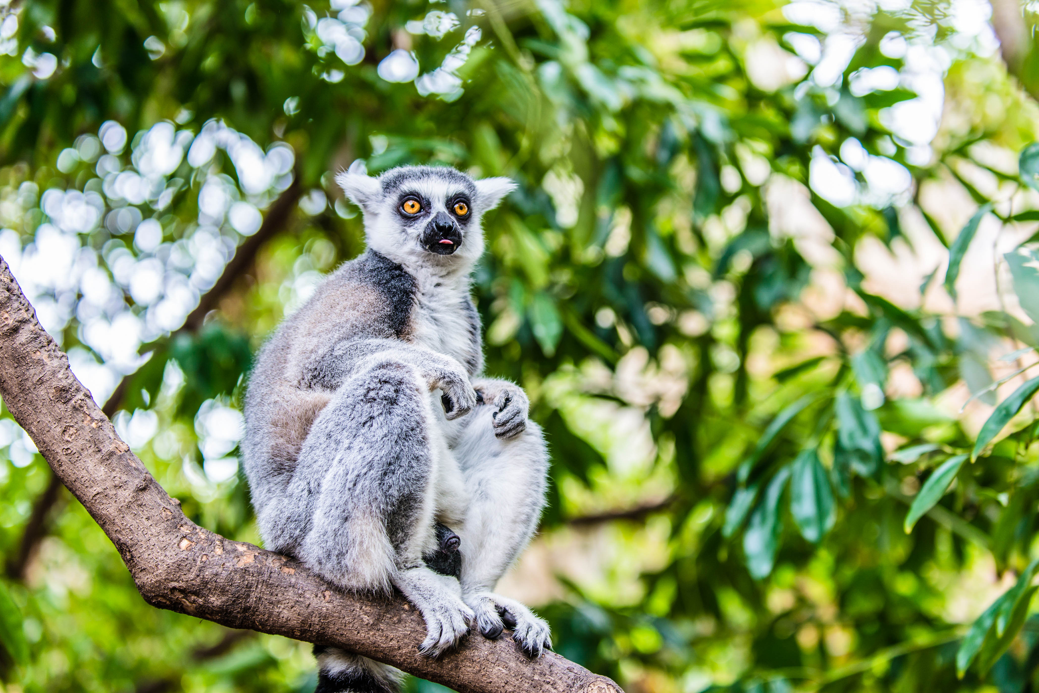 Madagaskar: Vielfältig und unerforscht | Urlaubsguru.de