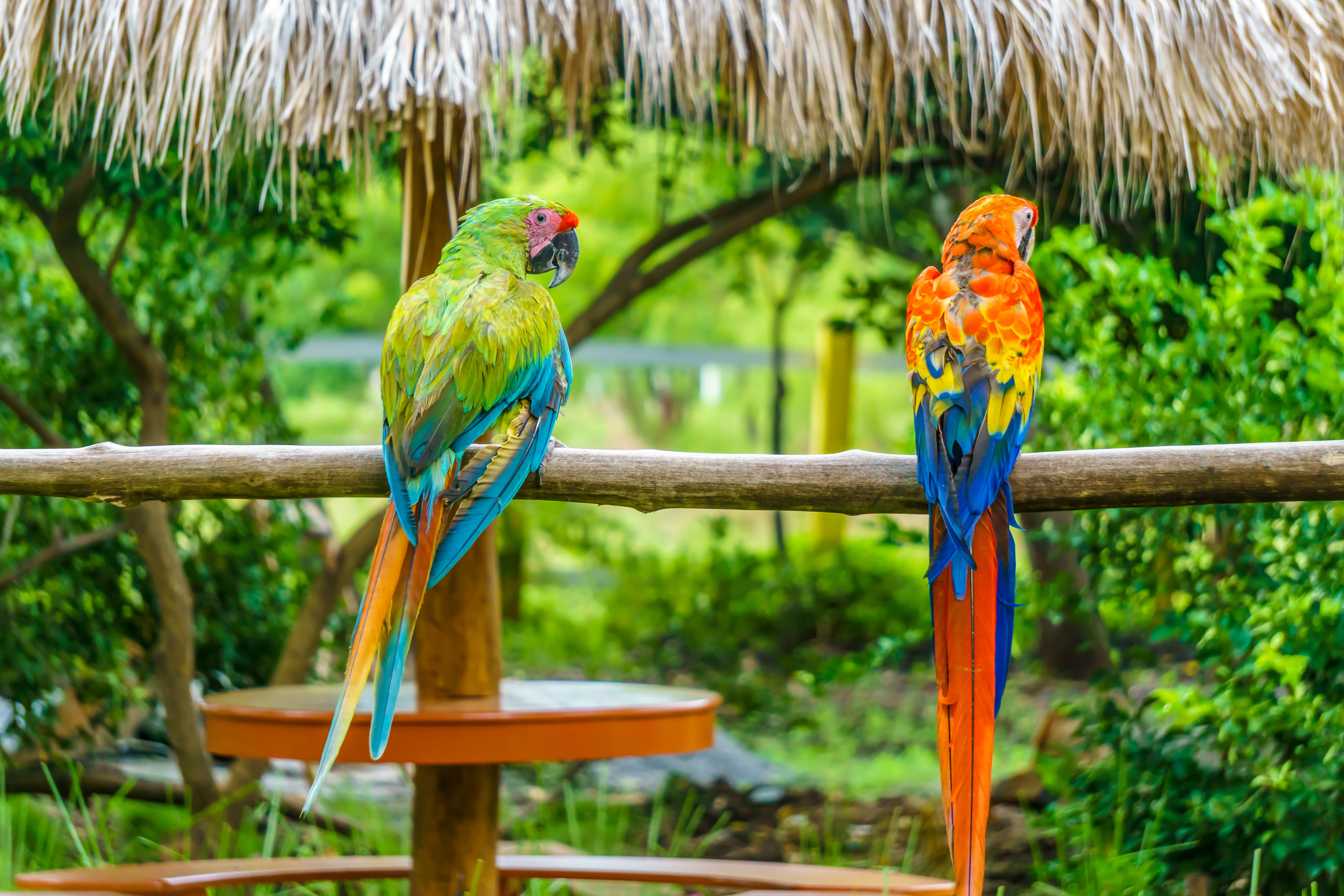 Jamaika: Erlebt die Naturschönheit in der Karibik