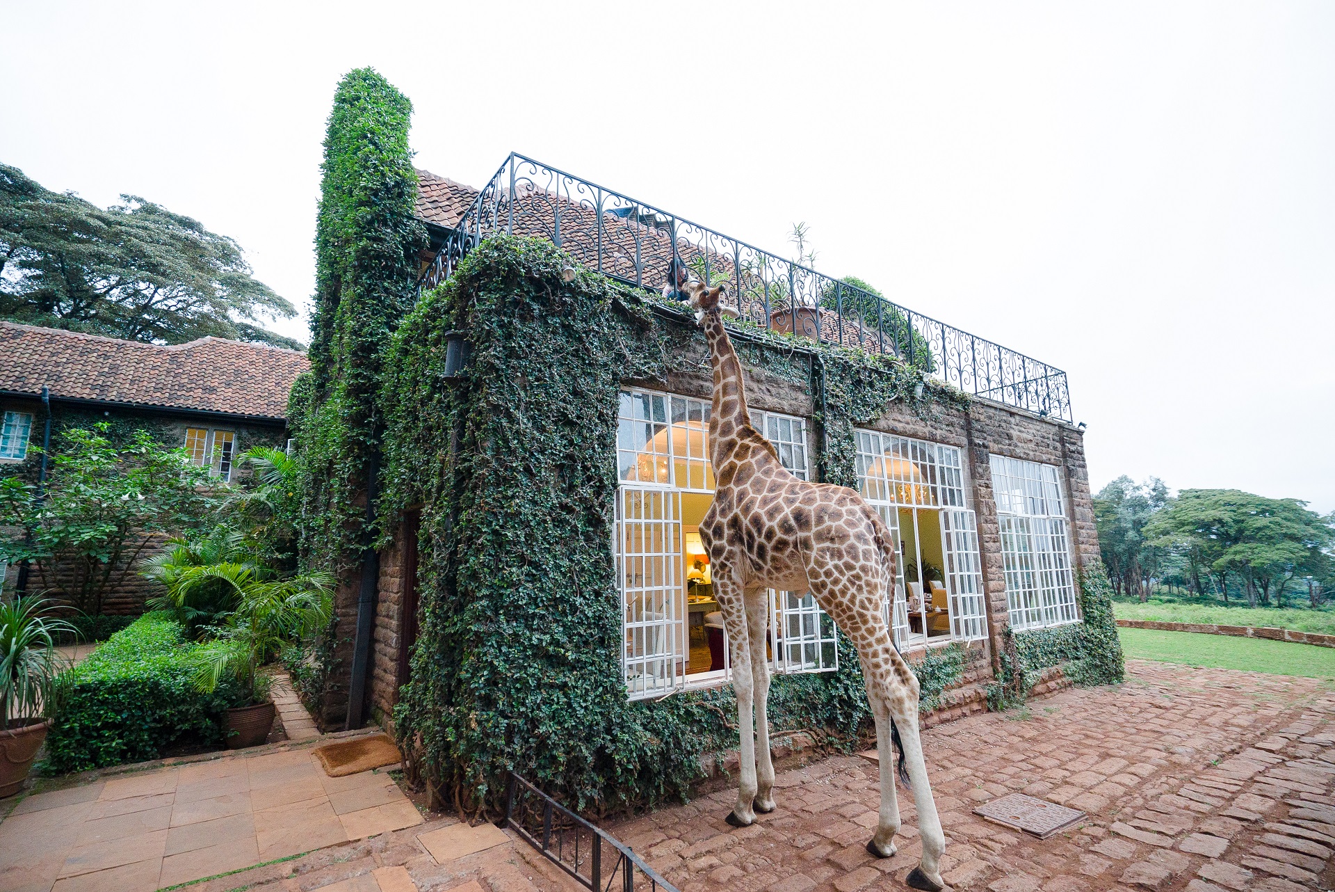 Giraffe Manor - Ein Frühstück mit Giraffen | Urlaubsguru.de