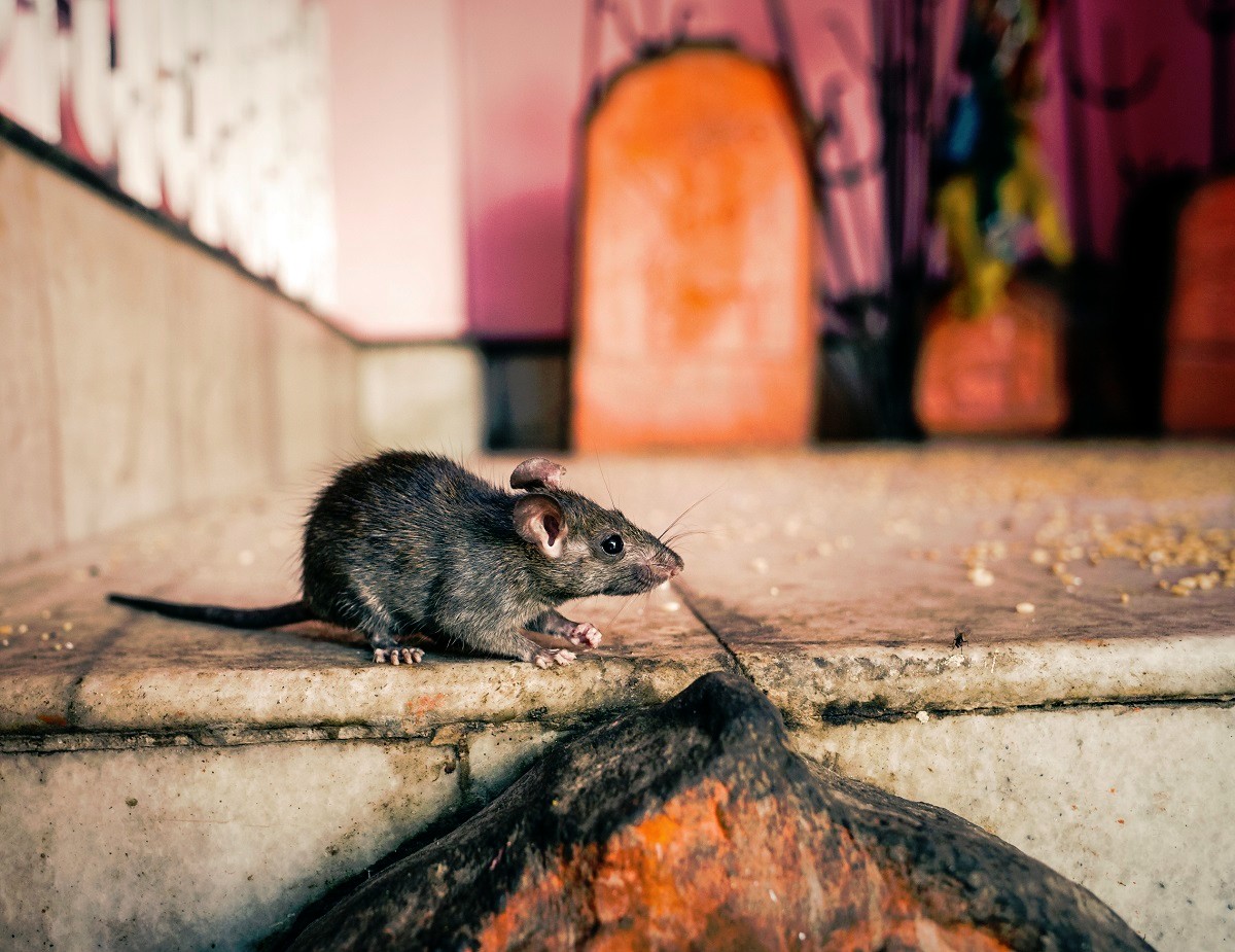 Rattentempel als Heiligtum | Urlaubsguru