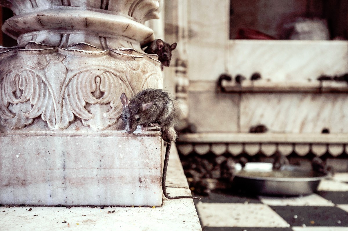 Rattentempel als Heiligtum | Urlaubsguru