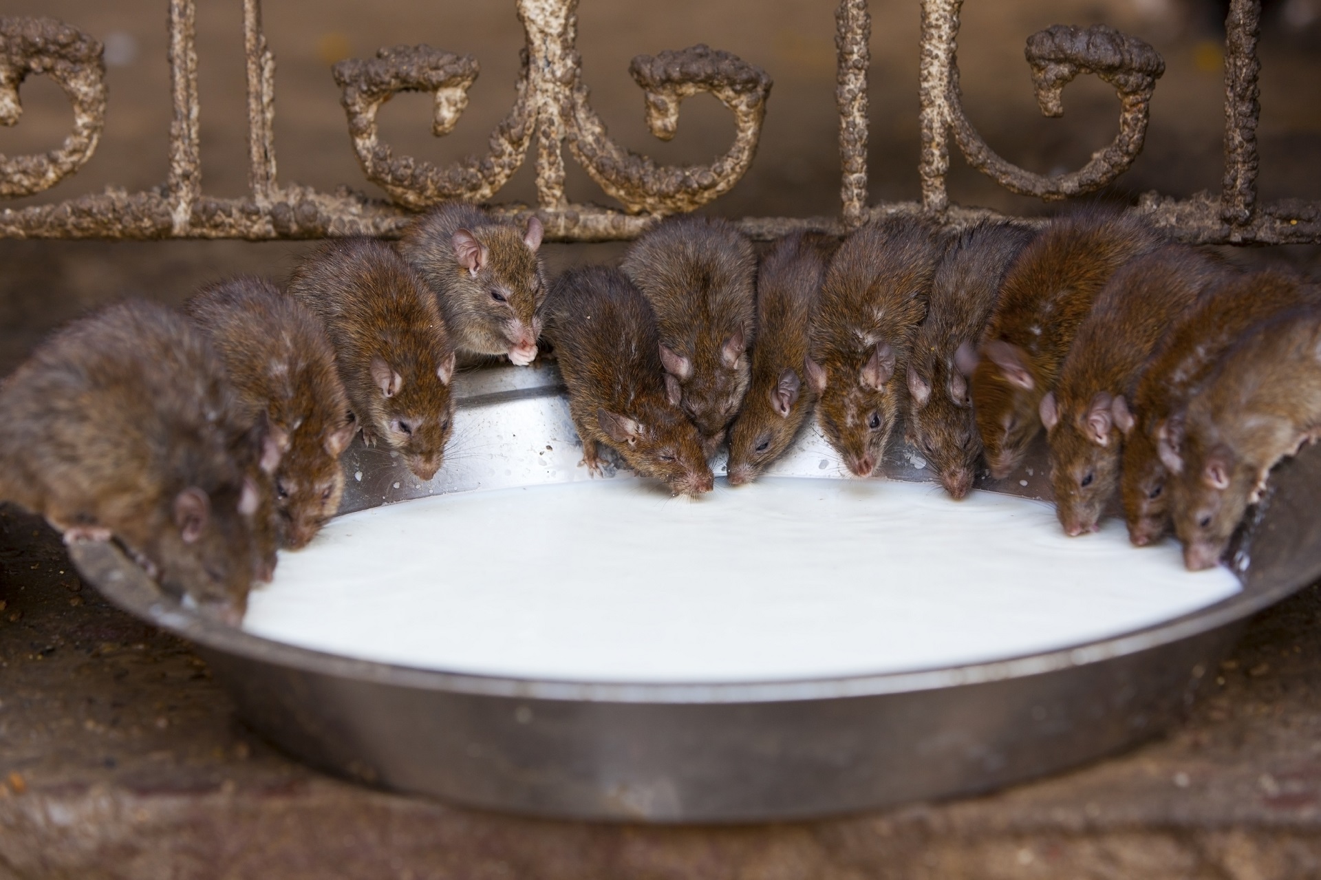 Rattentempel als Heiligtum | Urlaubsguru