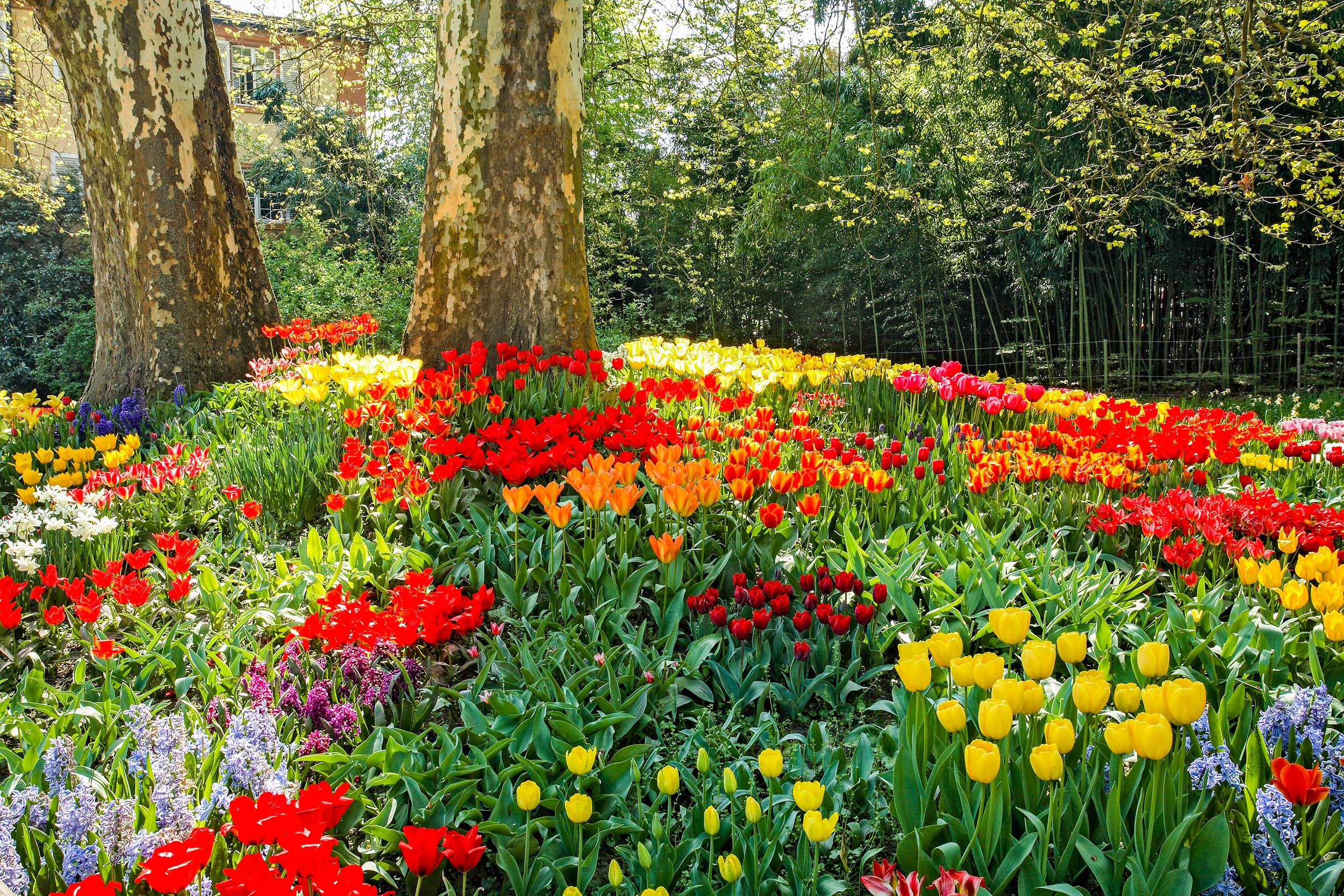 Die Blumeninsel Mainau am Bodensee | Urlaubsguru