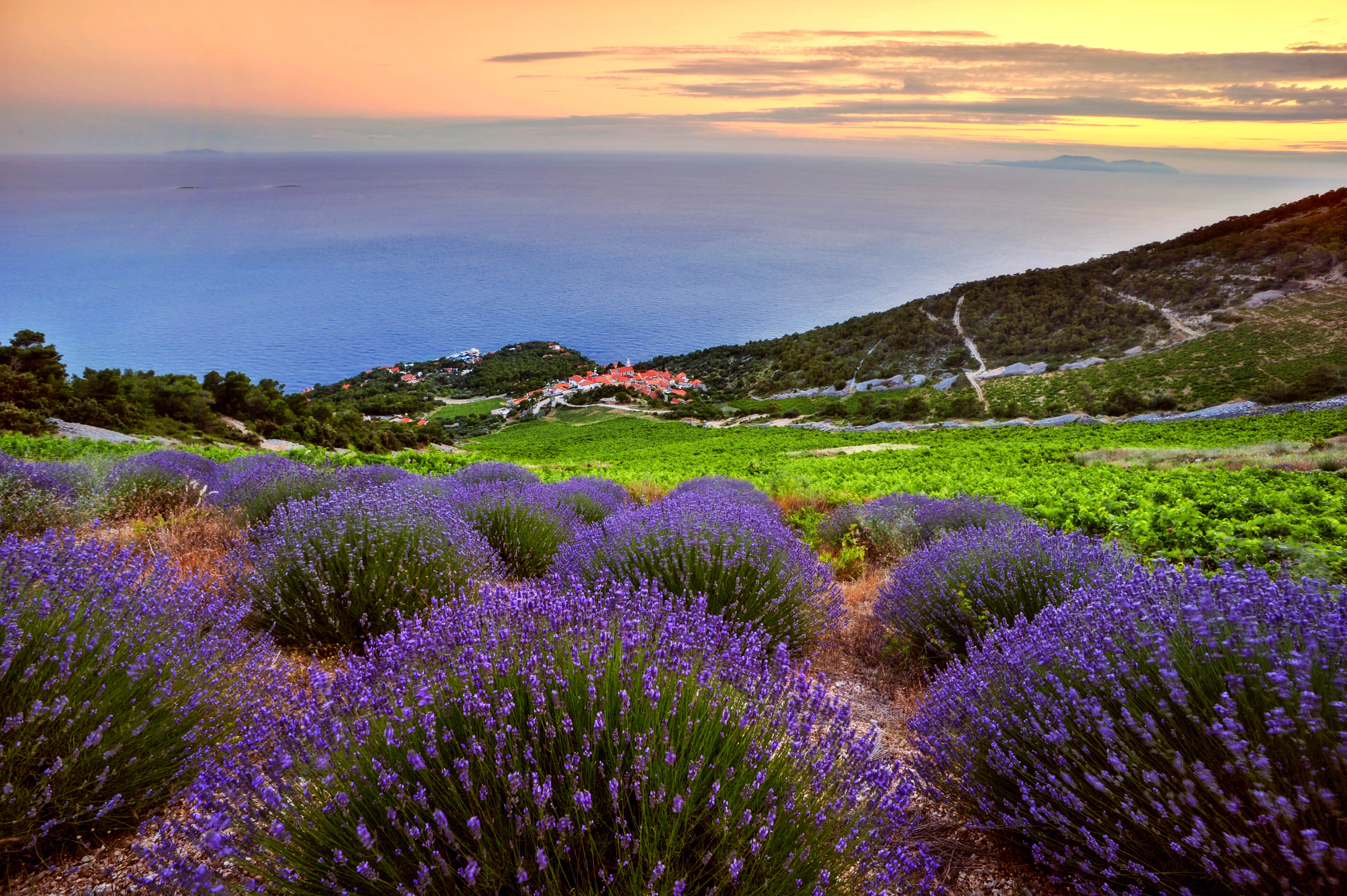 Inselschönheit Hvar in Kroatien | Urlaubsguru.de