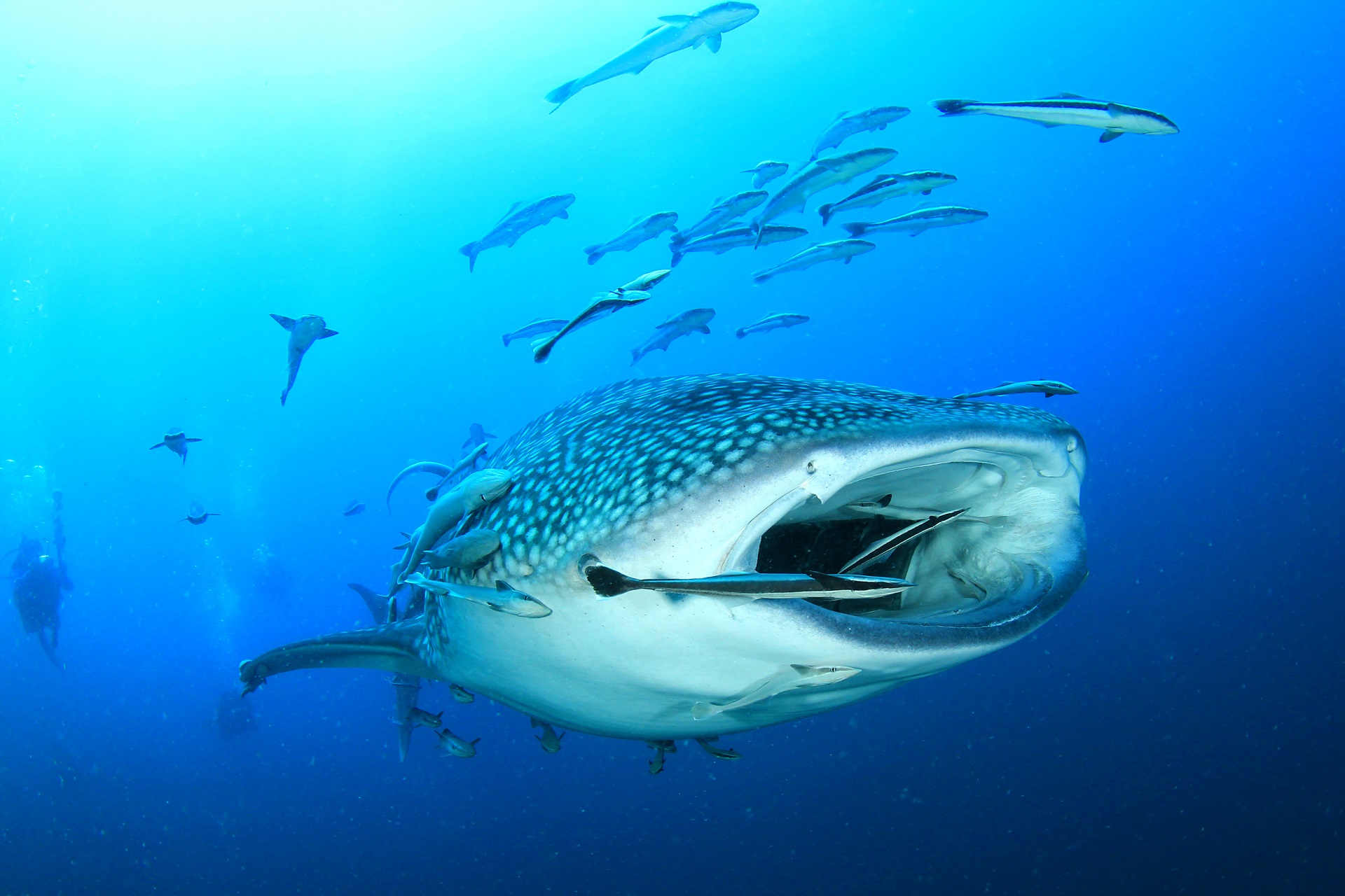 Mit Walhaien schwimmen - So klappt's | Urlaubsguru.de