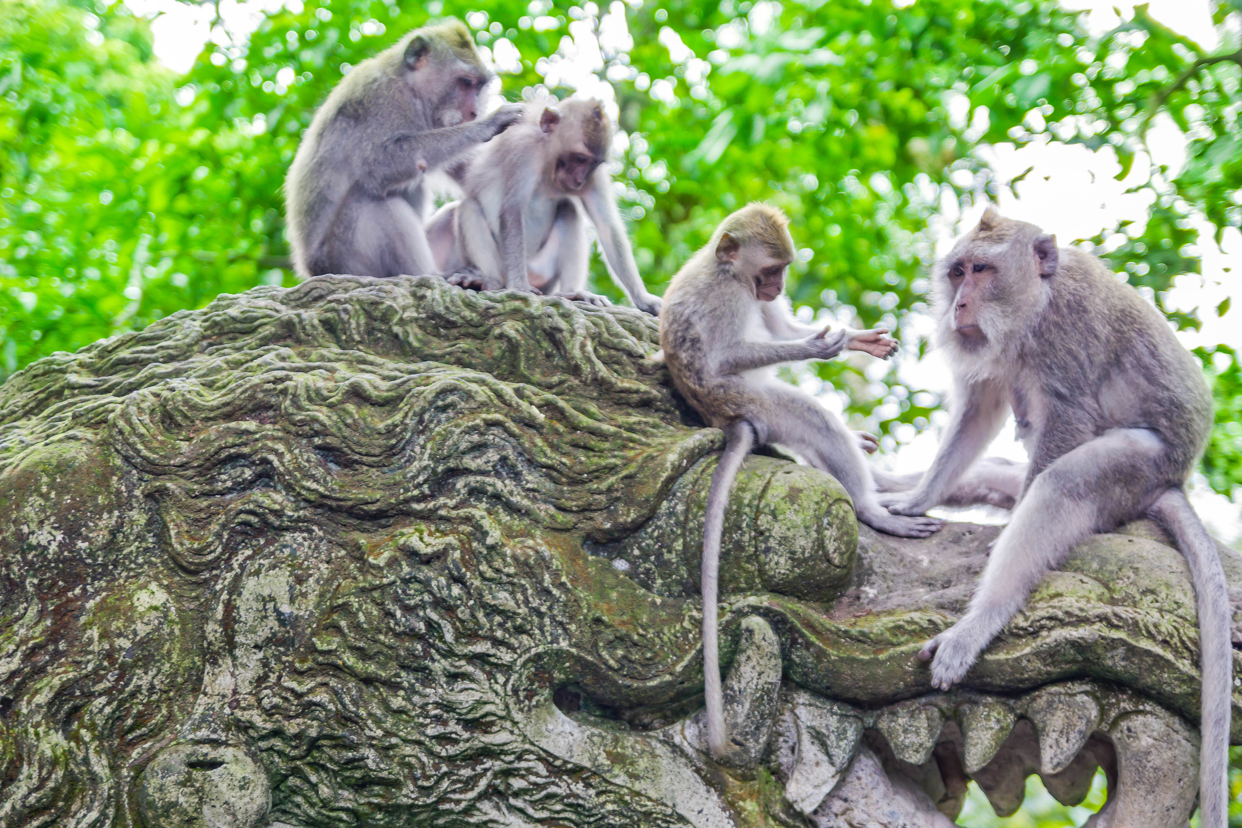 Der Monkey Forest auf Bali | Urlaubsguru.de