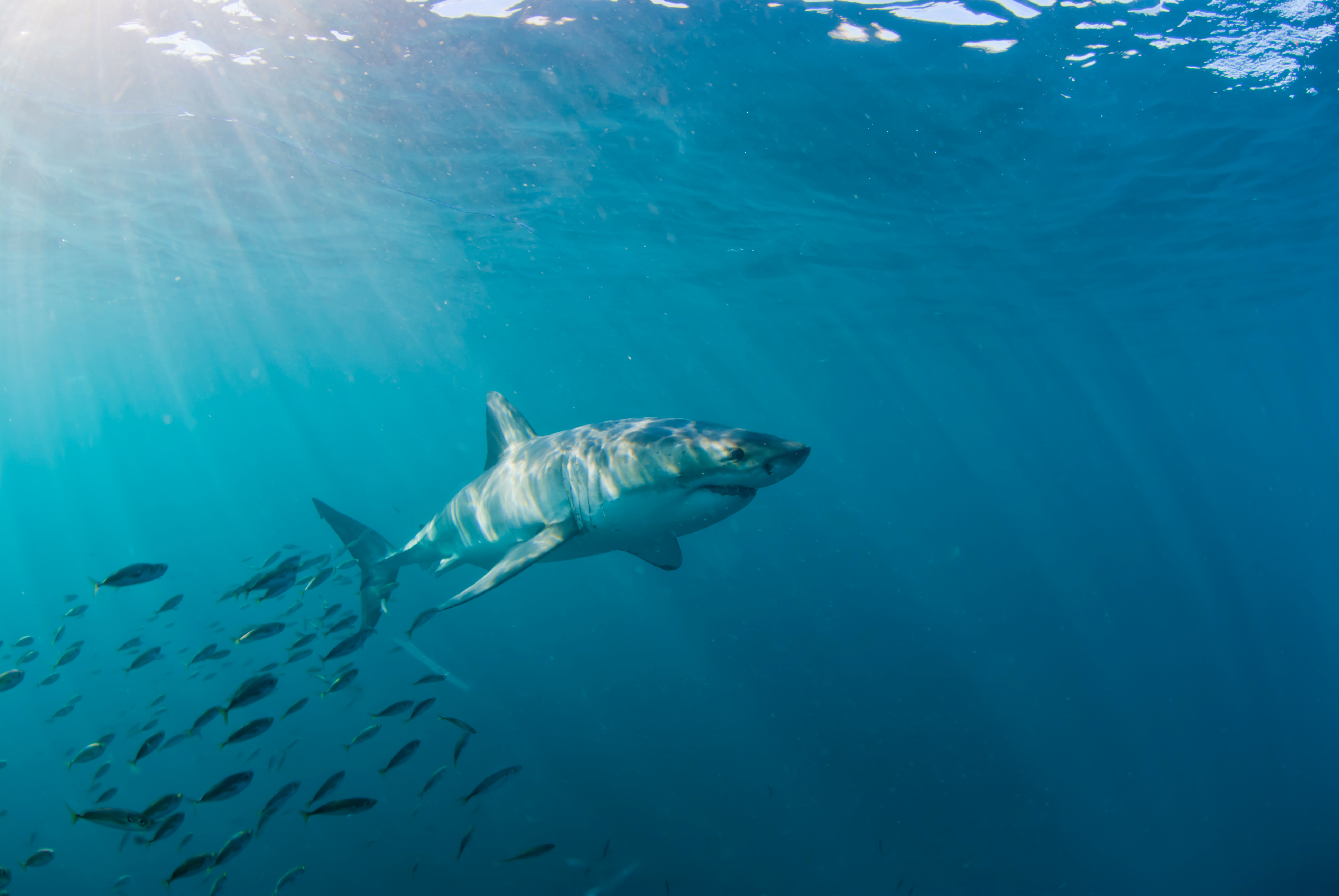 Tauchen mit dem weißen Hai - ein einmaliges Erlebnis | Urlaubsguru.de