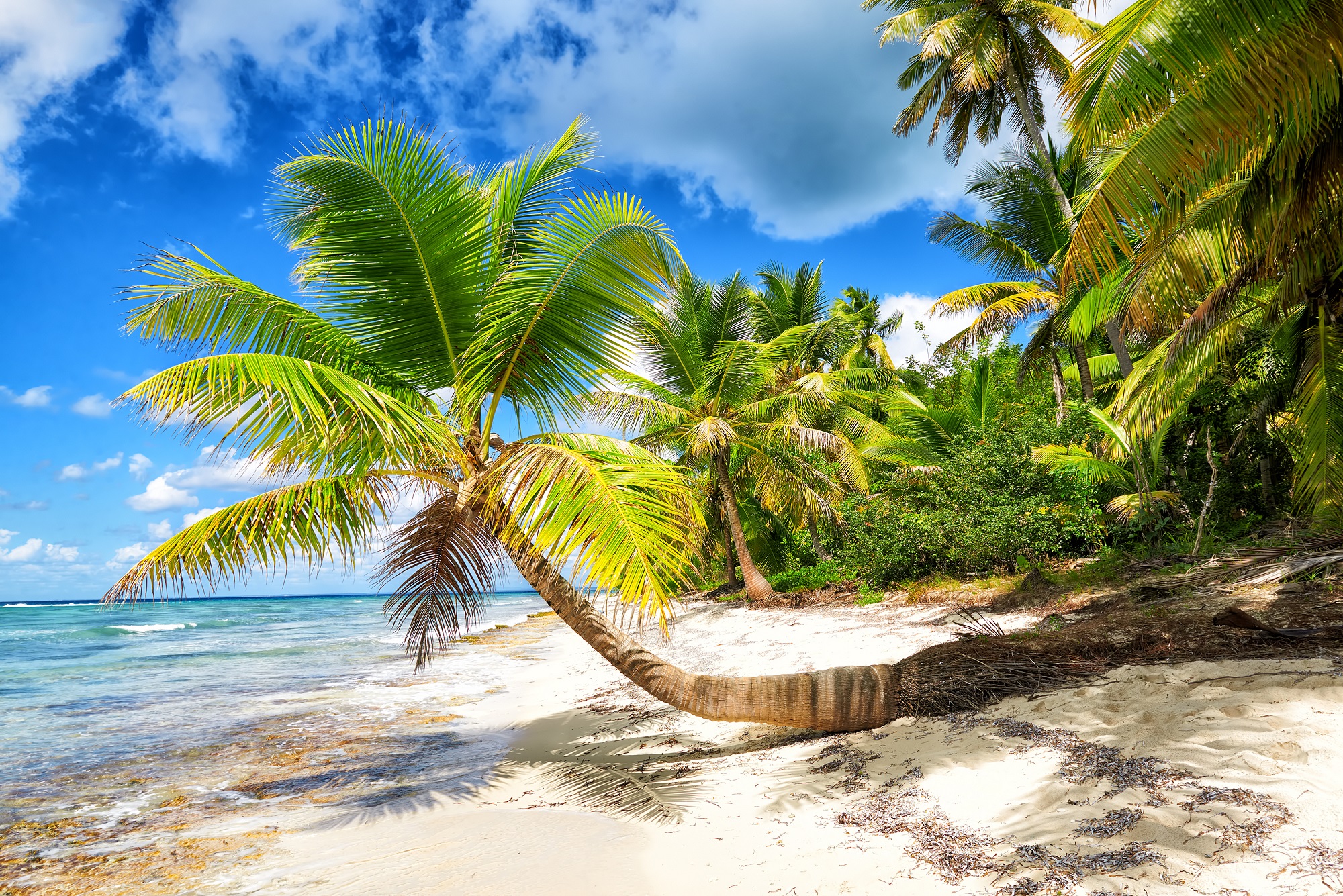 Ausflug nach Saona Island - So schön ist die DomRep | Urlaubsguru.de