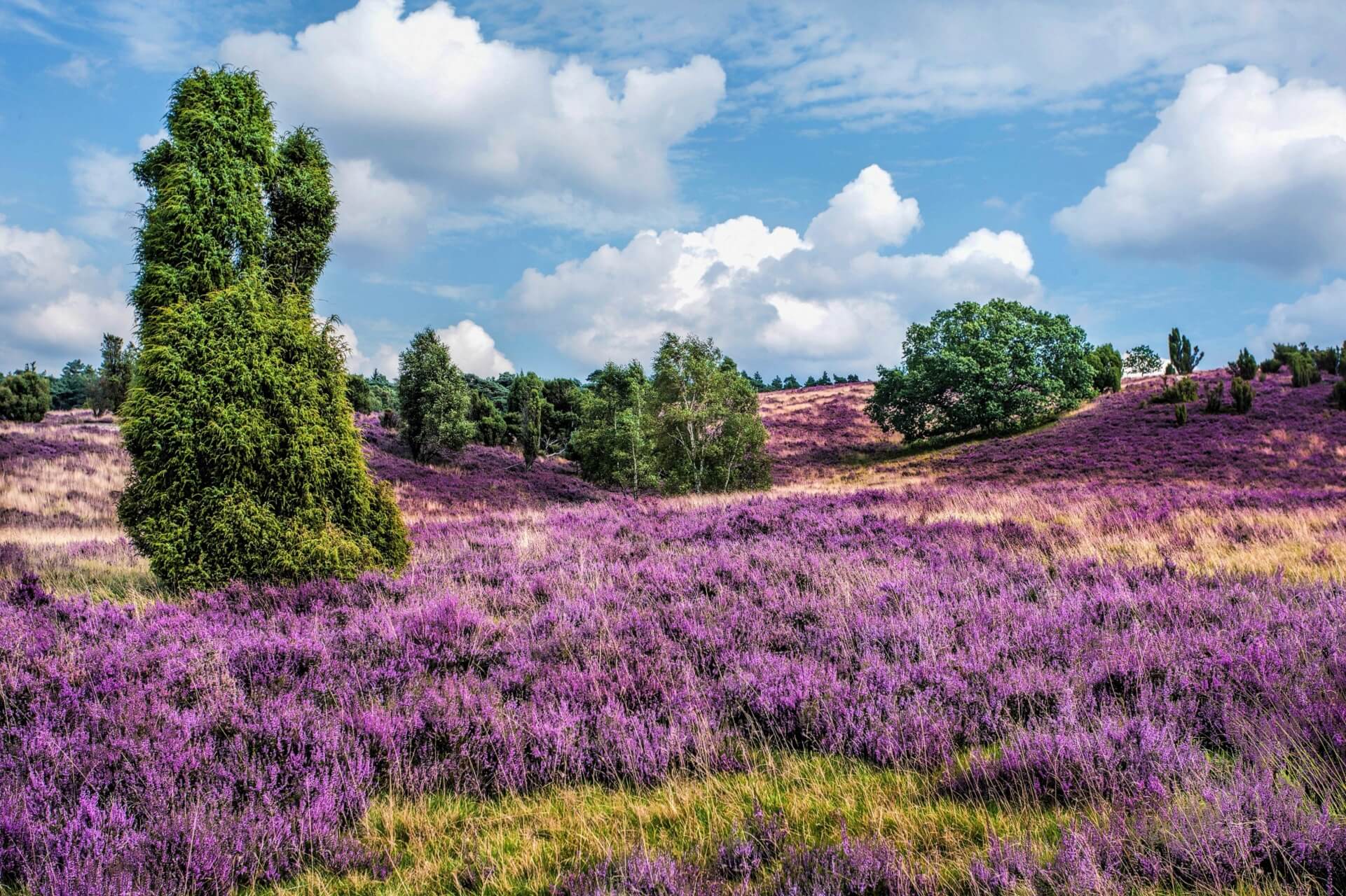 Lüneburger Heide - Fest der Farben | deutschlandLiebe by Urlaubsguru