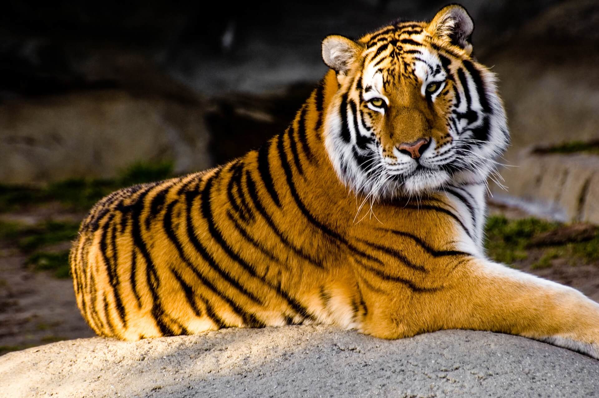 Zoos In Thringen