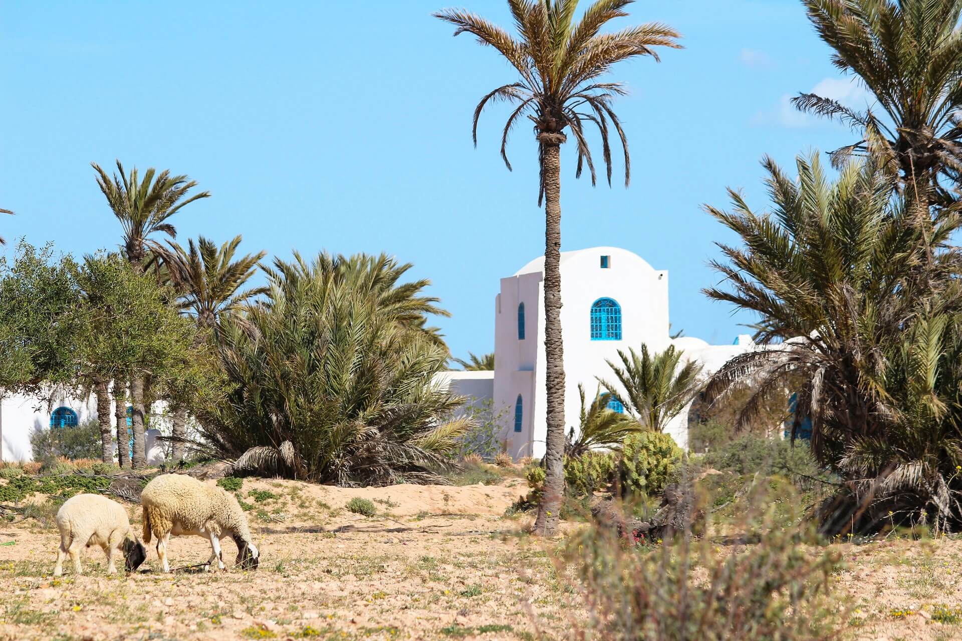 Tunesische Insel Djerba - Was ihr hier erleben könnt | Urlaubsguru